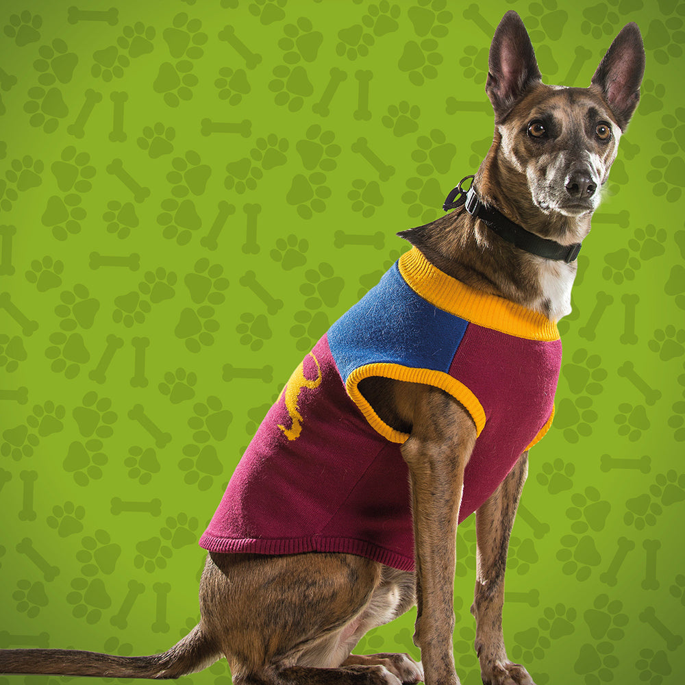 Brisbane Lions Small Dog Jumper – The AFL Store